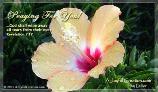 Praying For You eCard - Free A Joyful Creation Greeting Cards Online
